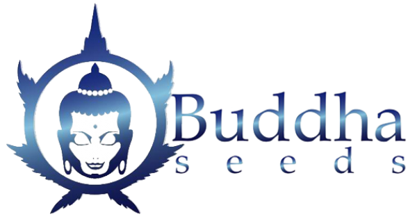 Buddha Seeds